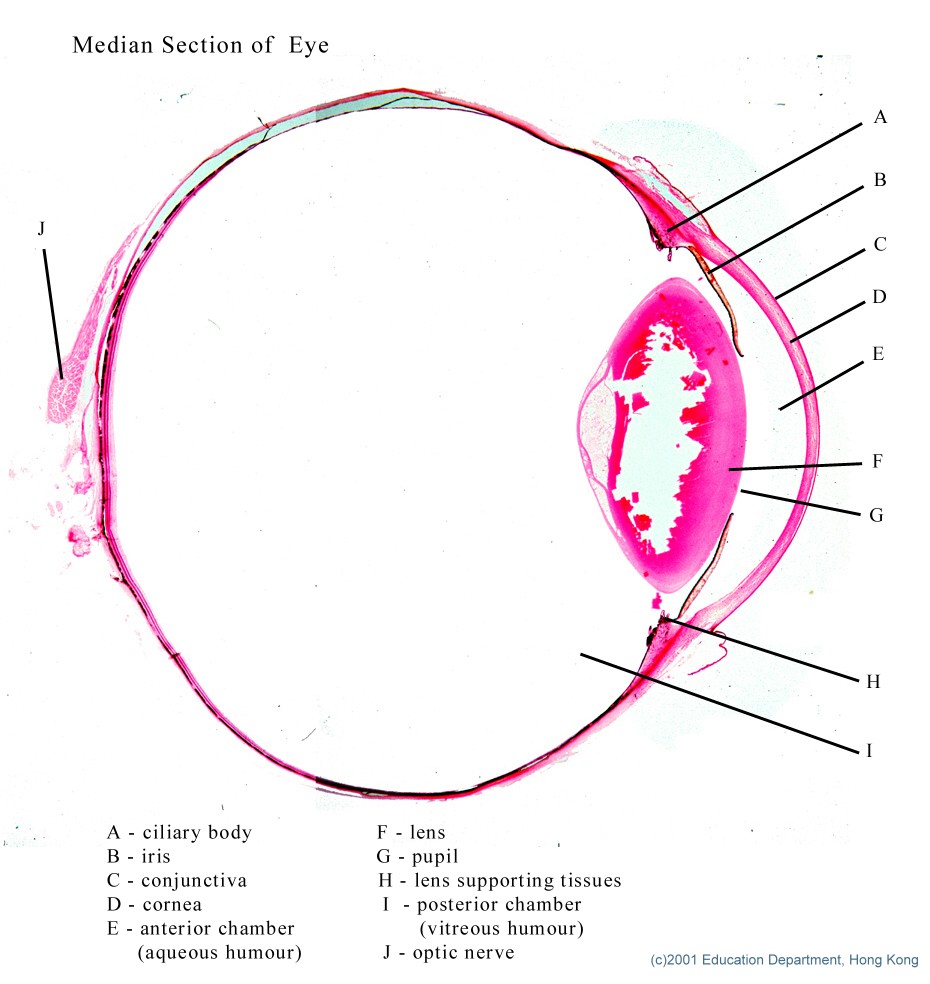 Mammalian organs and tissues